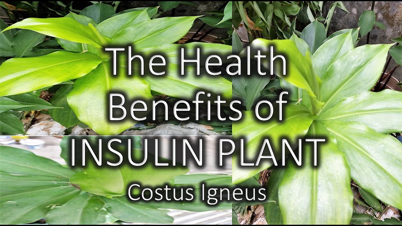 The Health Benefits of INSULIN PLANT , Costus igneus , Costaceae ...