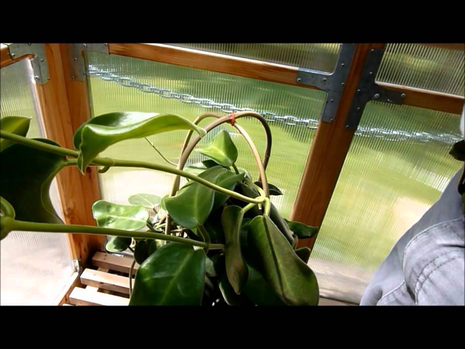 Hoya Trellising 101 Part One - YouTube