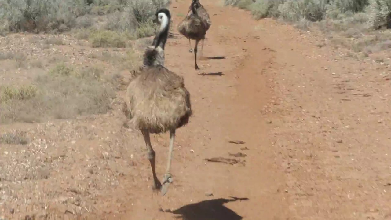 MVI 0282 Emus running in front of car, South Australia - YouTube