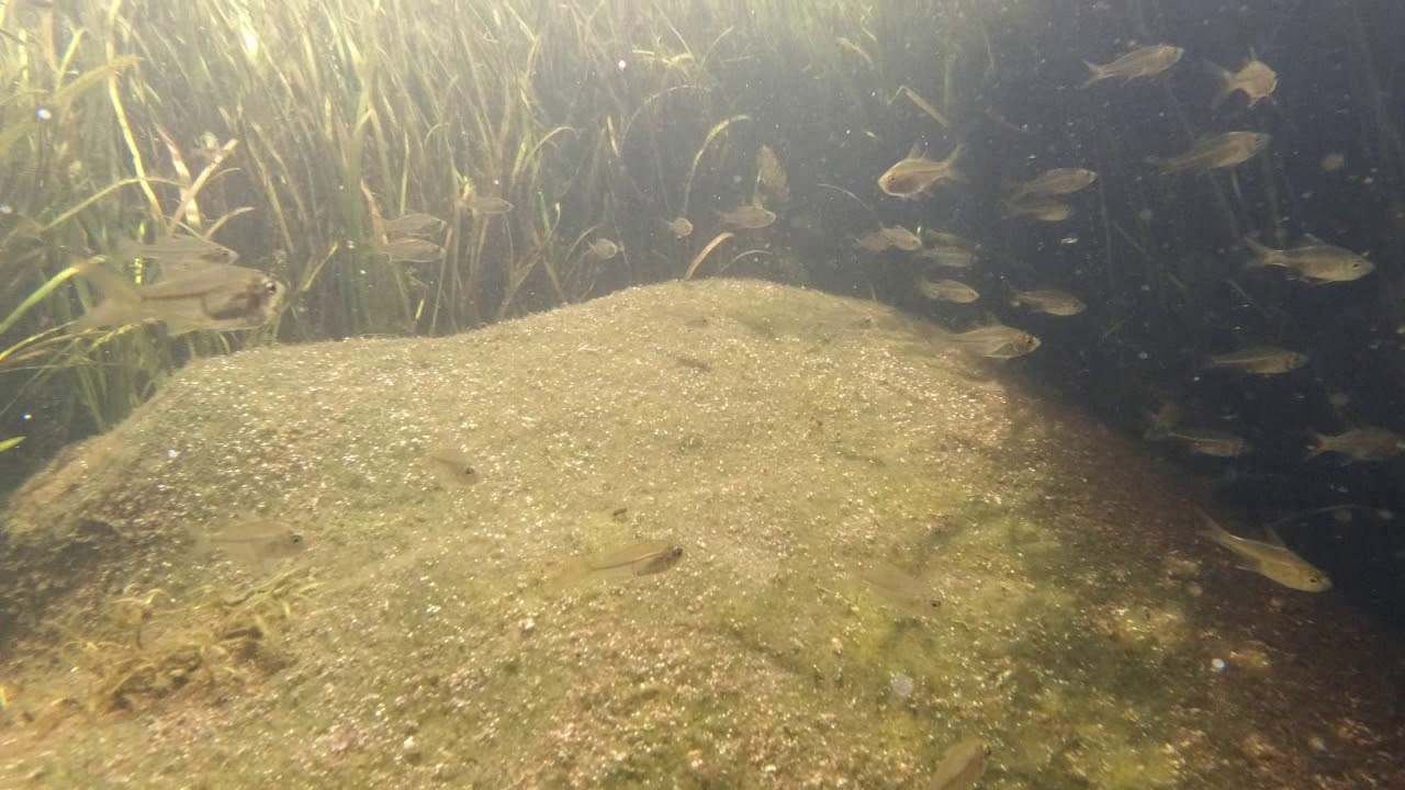 Fish in the Brisbane River - YouTube