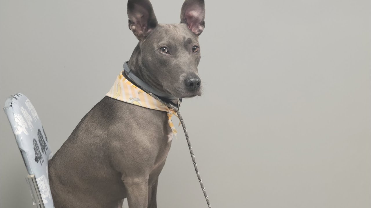 Cole goes to the vet. - YouTube