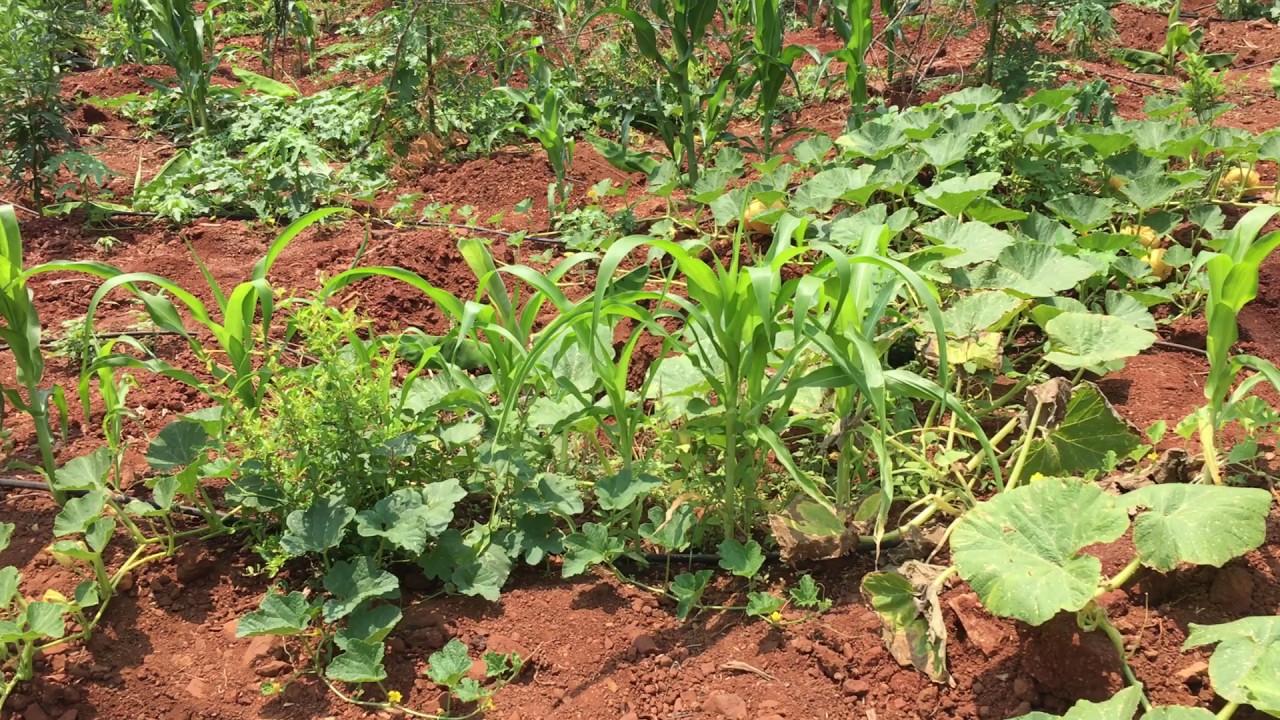 ZBNF - Subhash Palekar model (Fruit Forest, 36x36 model) - YouTube