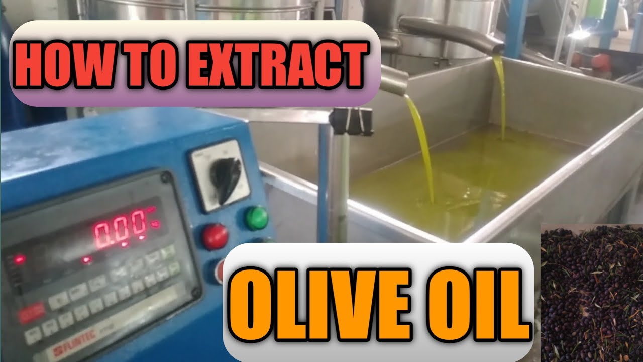 Extraction Of Olive Oil Process/How To Make Olive Oil With Machine ...