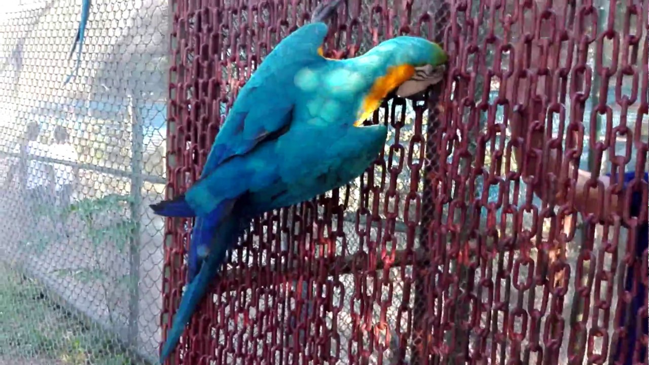 Macaw Birds !! Parrot !! LIve Tiger's Roar !! IUBAT !! Bangabandhu ...