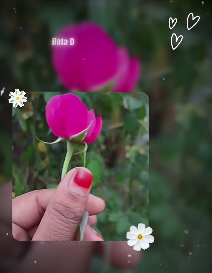 Cute Little Flower YouTube Cute Little Flower YouTube