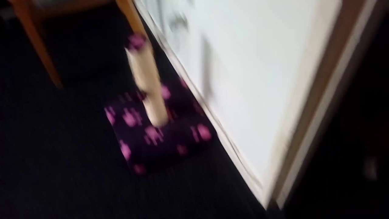 Why Does My Cat Run Away From Me YouTube why-does-my-cat-run-away-from-me-youtube
