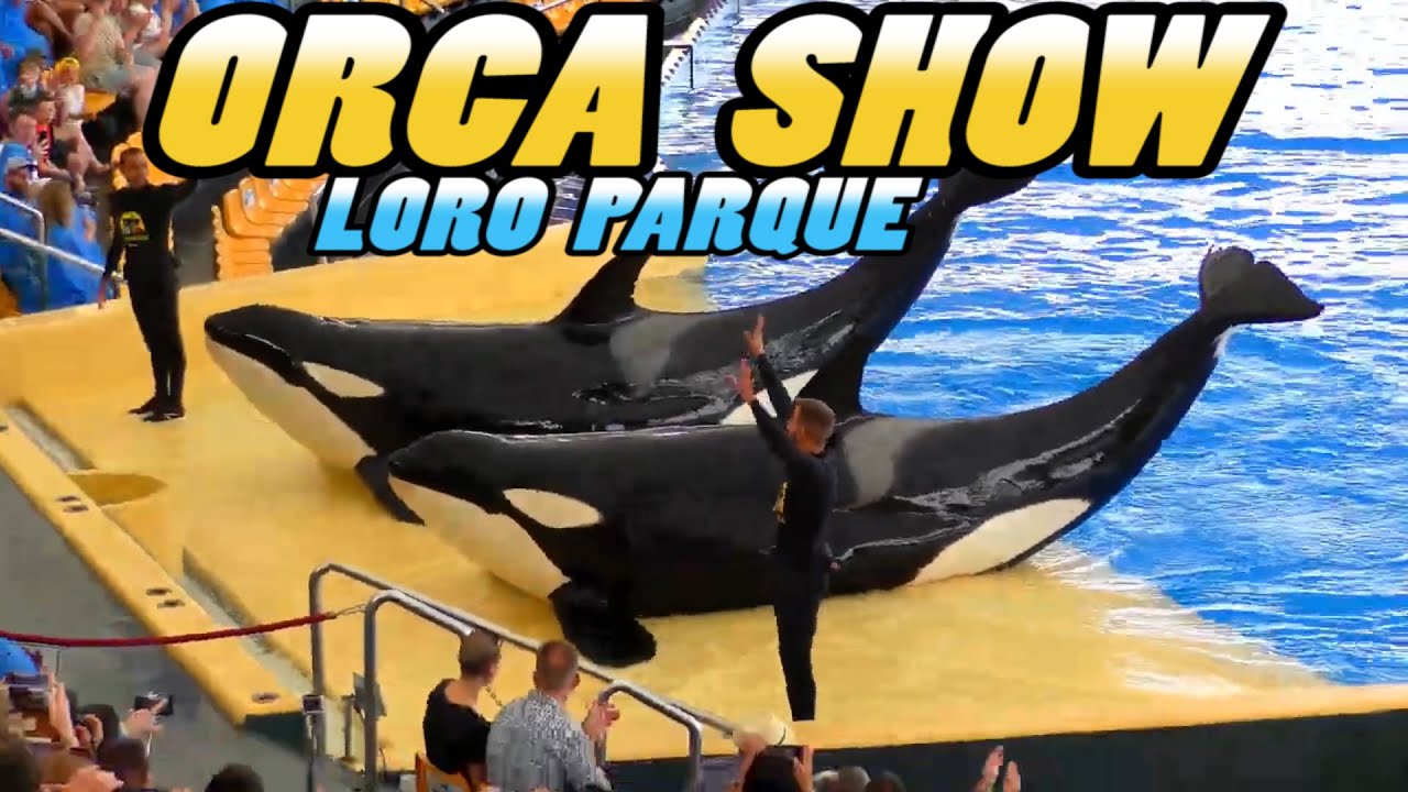 Loro Parque: ORCA OCEAN SHOW - Tenerife (4k) - YouTube
