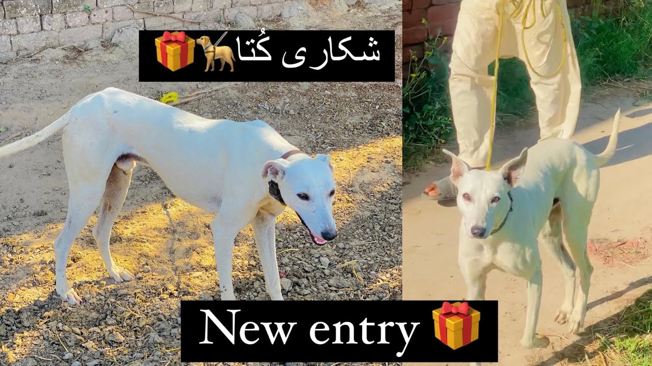 New entry 🦮|| shkari kota gift mila || Ray Abdul Hai vlog - YouTube