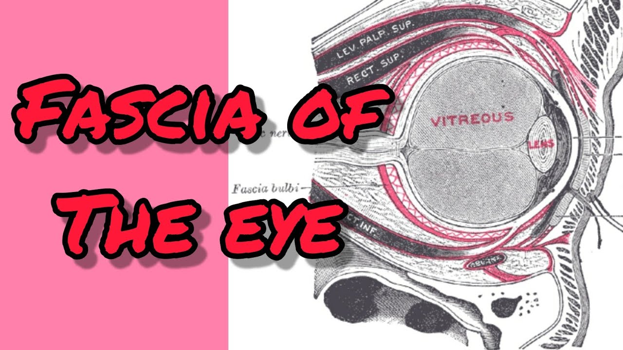 Fascia of the eye - YouTube