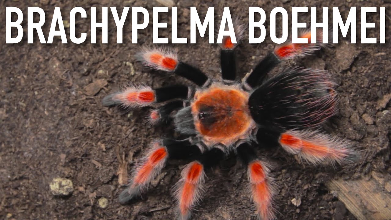 Brachypelma boehmei - feeding HD - YouTube