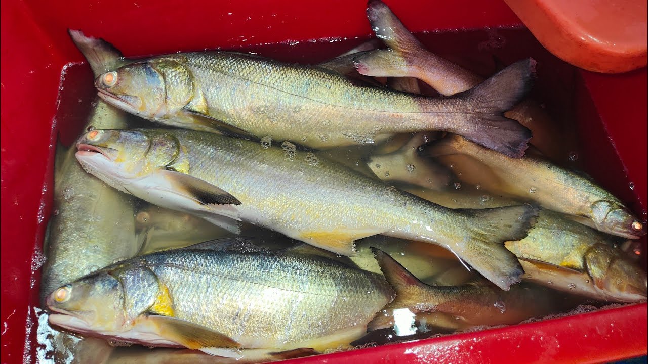 01/04/2024 JACKPOT IKAN SENANGIN at Sangkar Sungai Udang Penang - YouTube