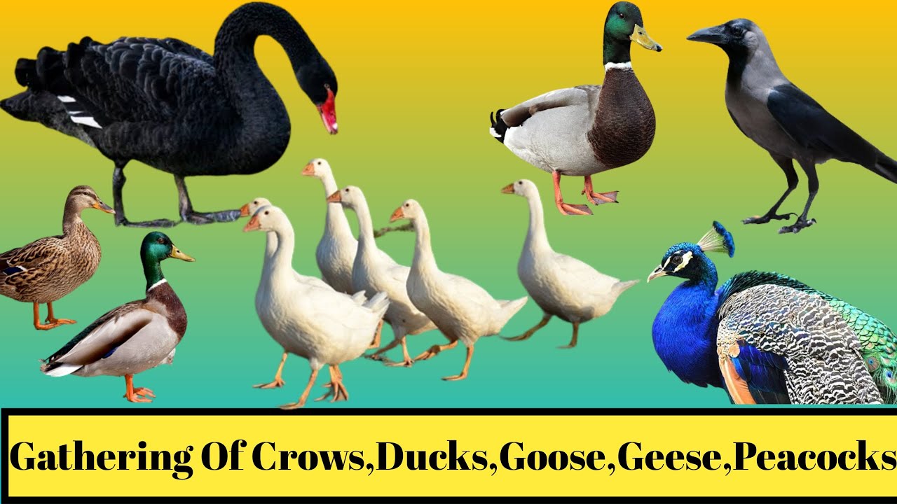 Gathering of Crows,Goose,Geese, & Peacocks | World of Crows and Cute ...