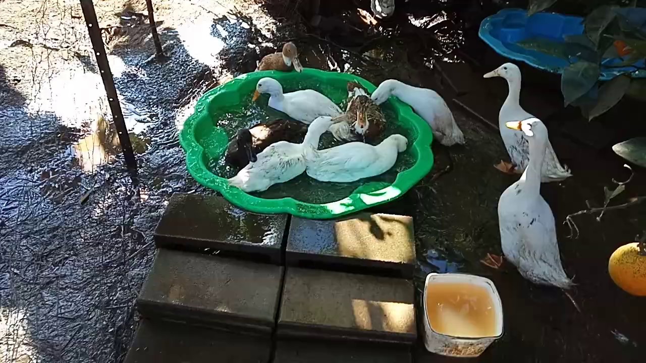Indian Runner Ducks, cleaning in their pond 28/06/2020 - YouTube