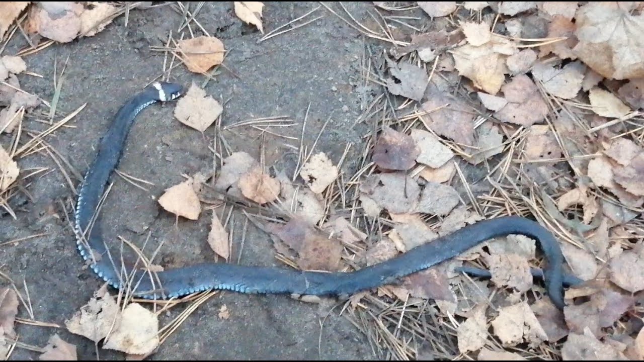 Awful. The grass snake is dead. - YouTube