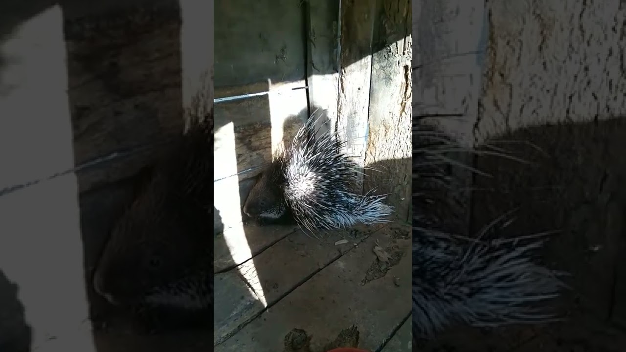 Sahi Animal Live Video...😳 - YouTube