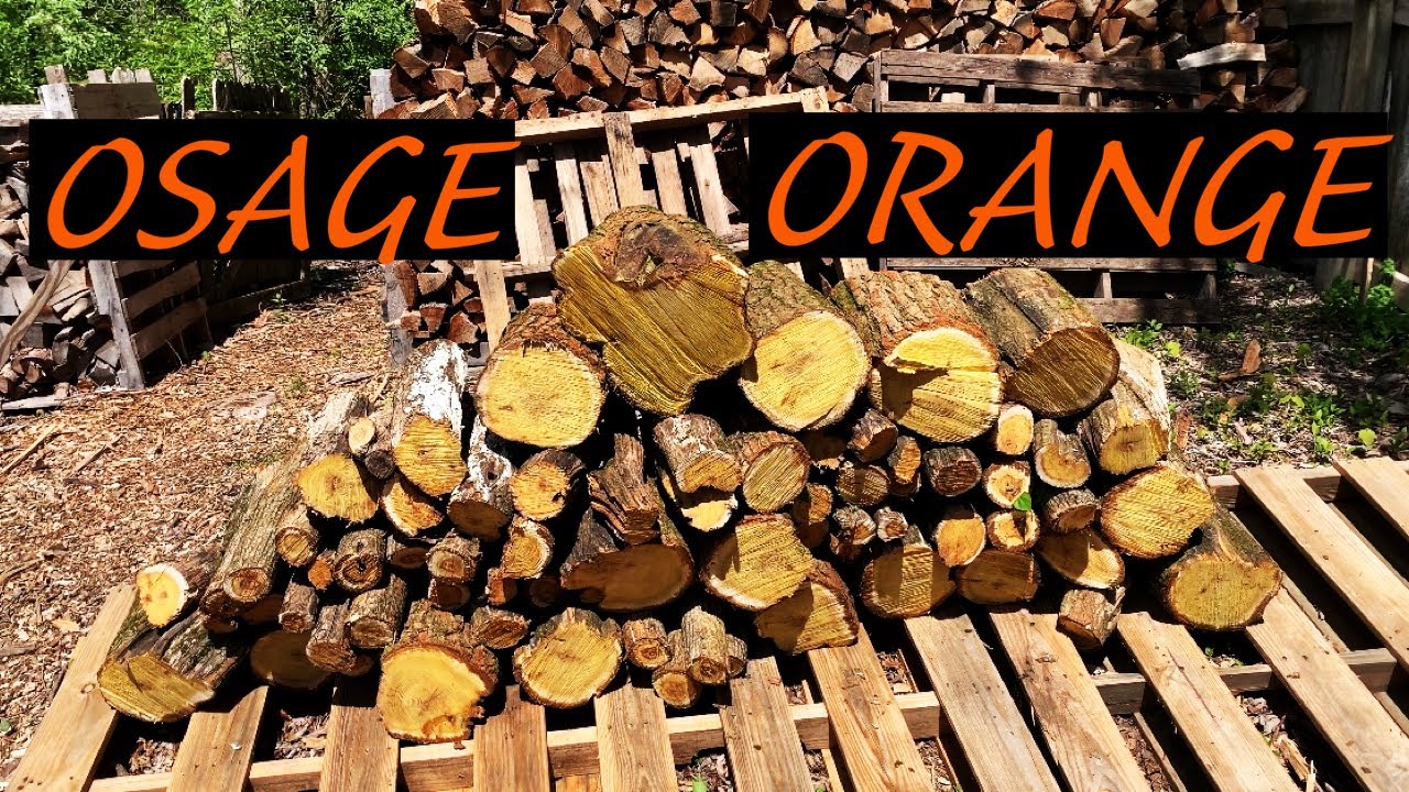 Osage Orange Tree For Firewood - YouTube