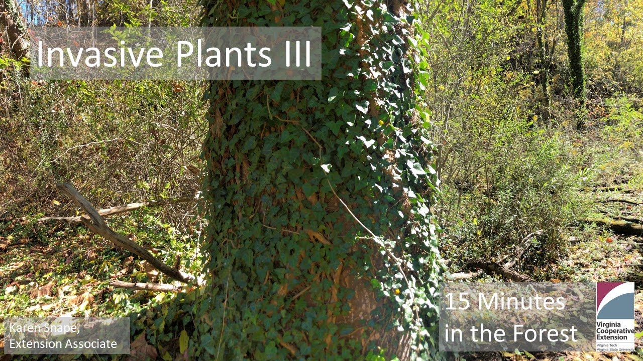 Fifteen Minutes in the Forest: Invasive Plants III - YouTube