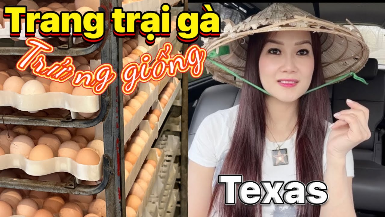 Trang trại gà Trứng Giống ở Texas bán 2.3M - Đầu tư liền tay - có tiền liền túi - YouTube