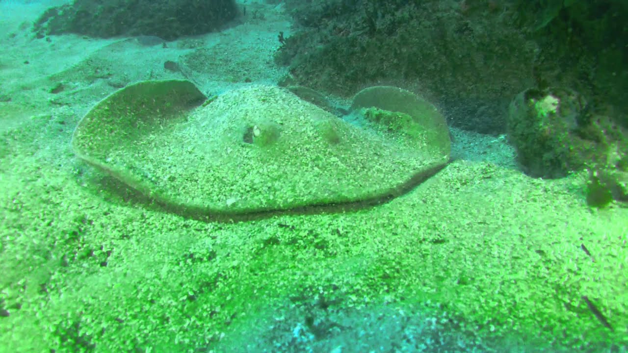 Bare Island Deep Wall and Isolated reef - YouTube