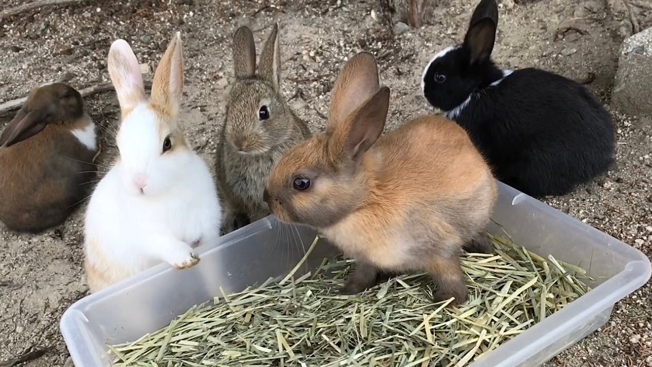 Many cute baby rabbits were born! - YouTube