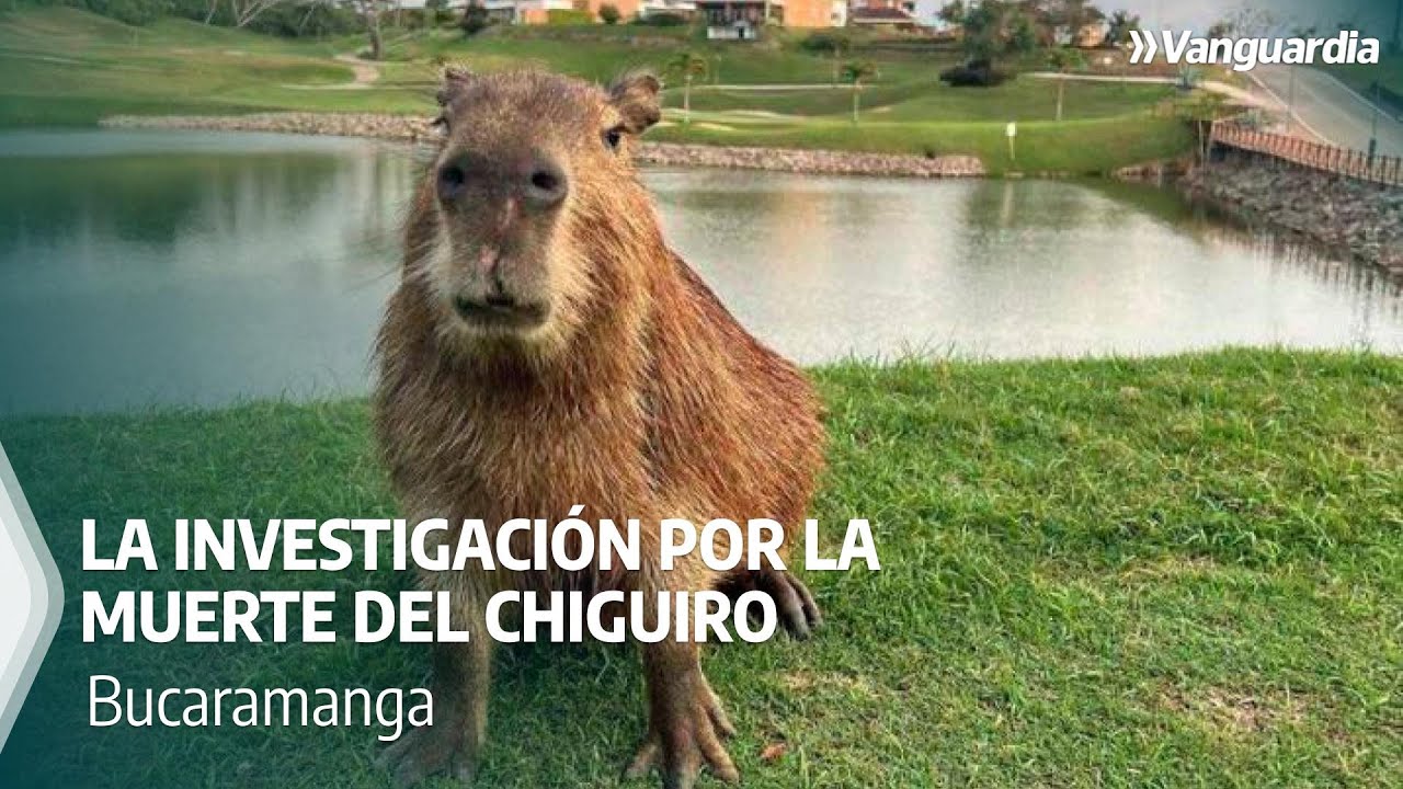 Así avanza la investigación por la muerte del chigüiro en Bucaramanga ...