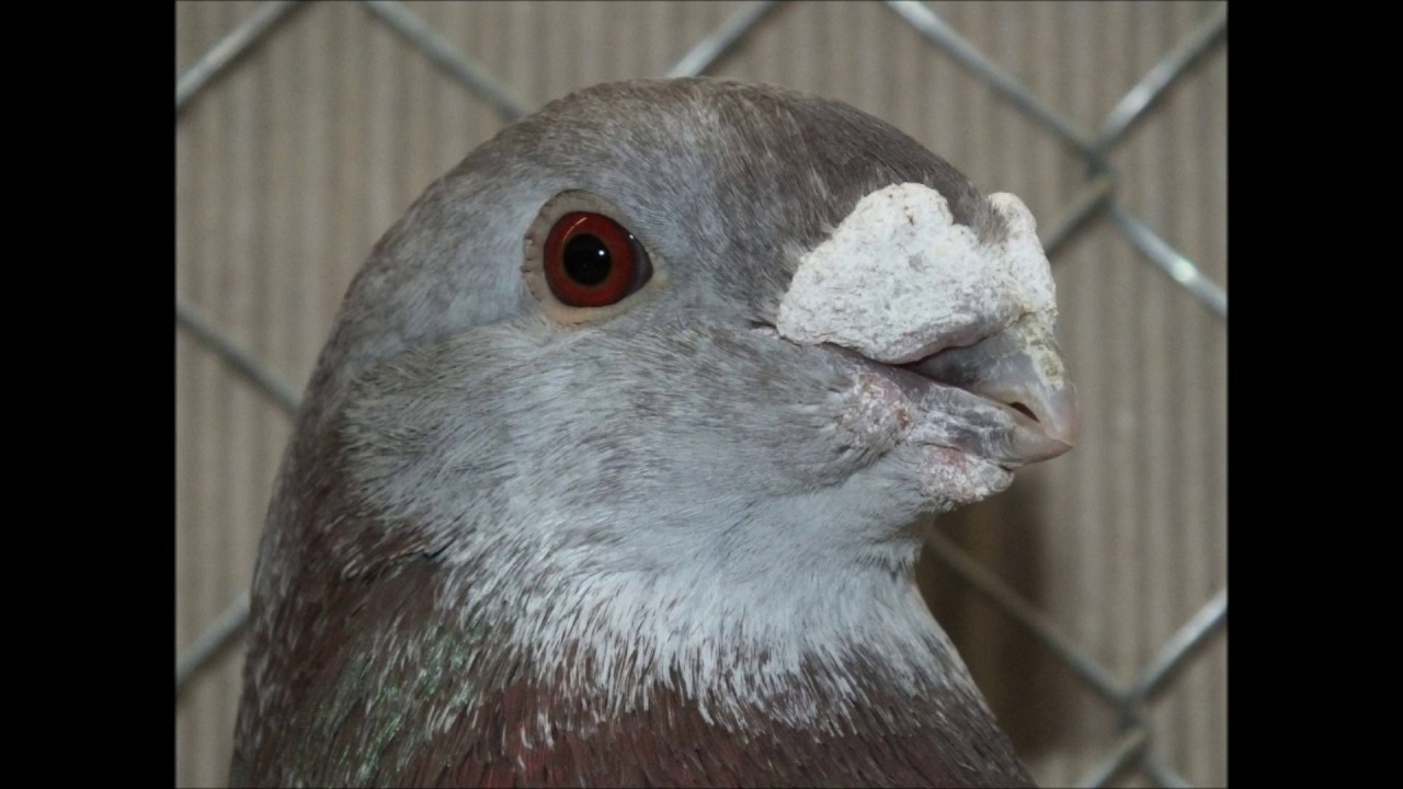 verschiedene Taubenrassen... pigeon... - YouTube