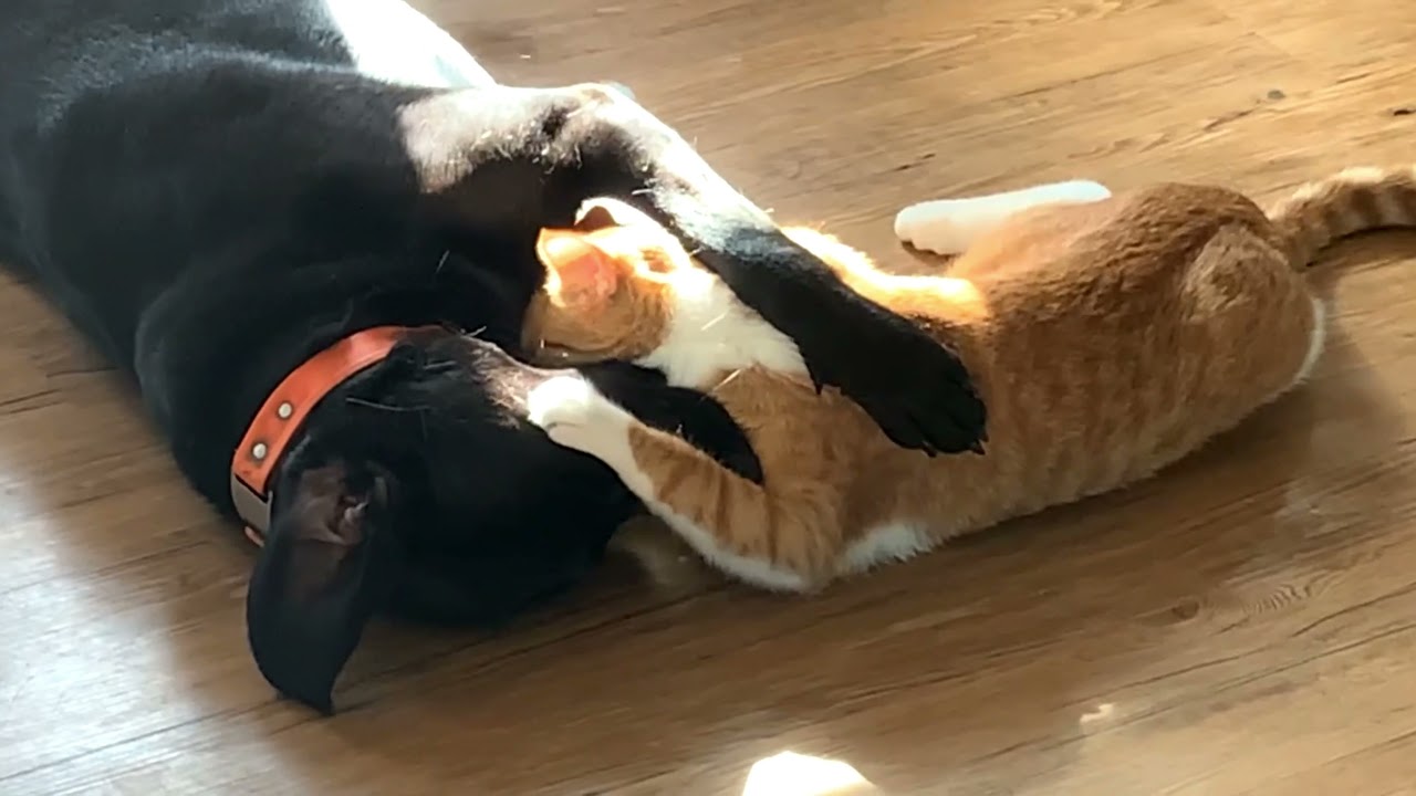 Marlin, our CAT, loves playfully attacking the dogs at any given moment ...