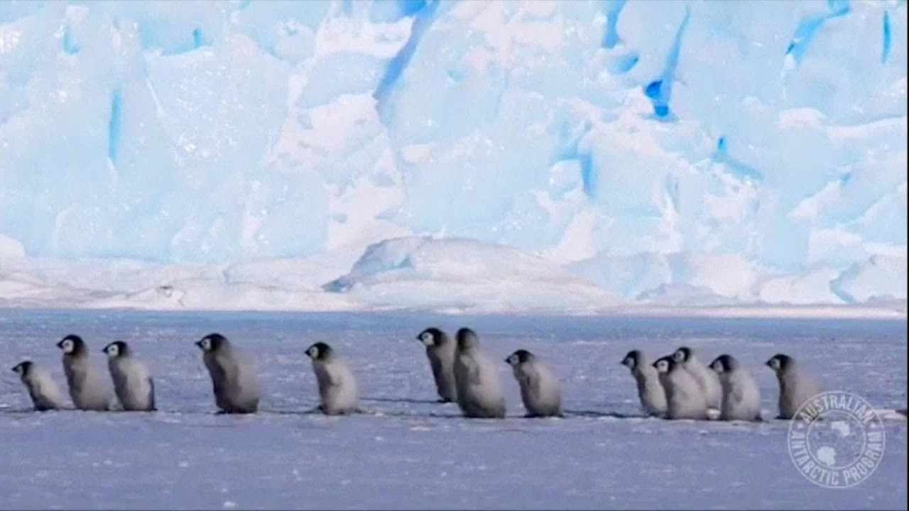 Antarctica Baby Penguins - YouTube