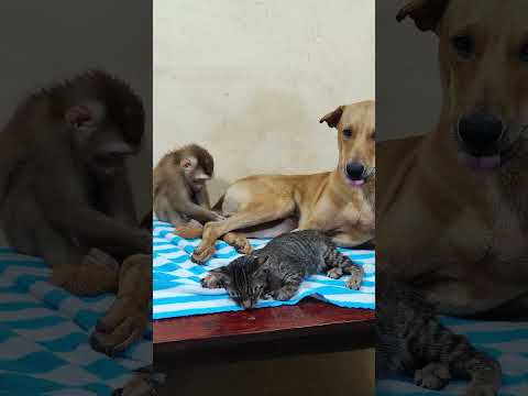 monkey cat dog so happy 🐒 😺 🐕 #monkey #dog #cat #shorts #animal #animals