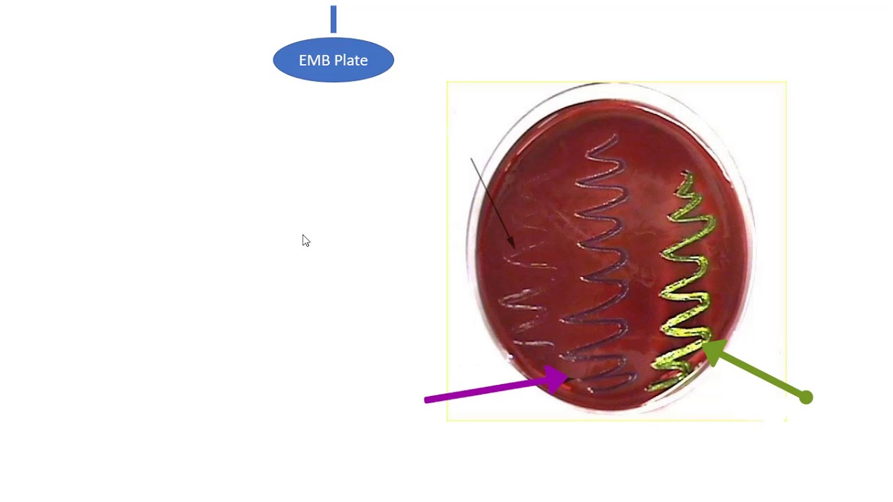 Micro Flow Chart TutorialCFruth - YouTube
