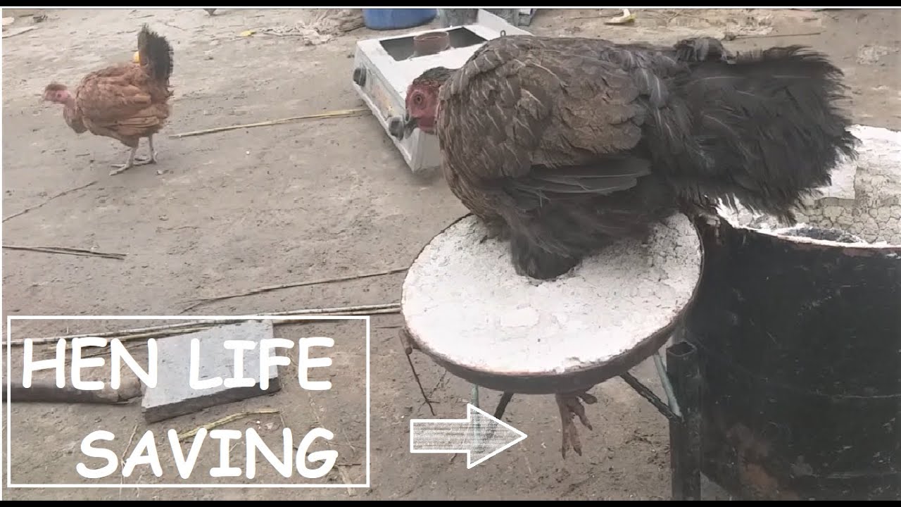 Hen Life saving - Hen completely Life saving in 1 mins - YouTube