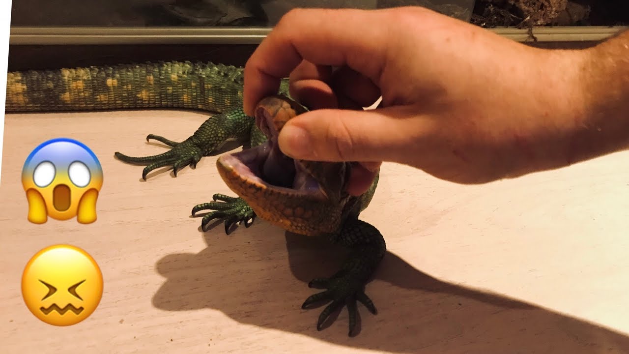 Caiman Lizard bit me 😖 *Graphic* - YouTube