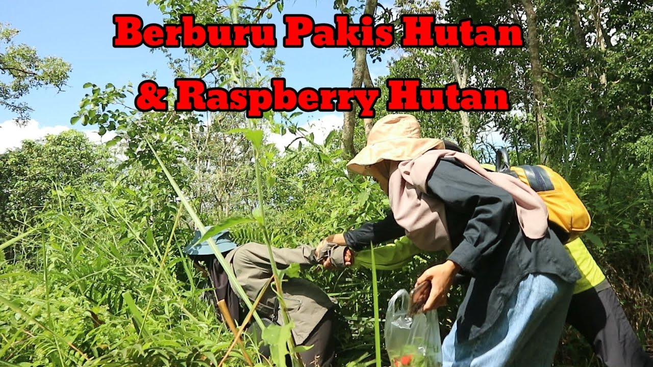 Hutan Mayong Polak Part 1 - raspberry - YouTube