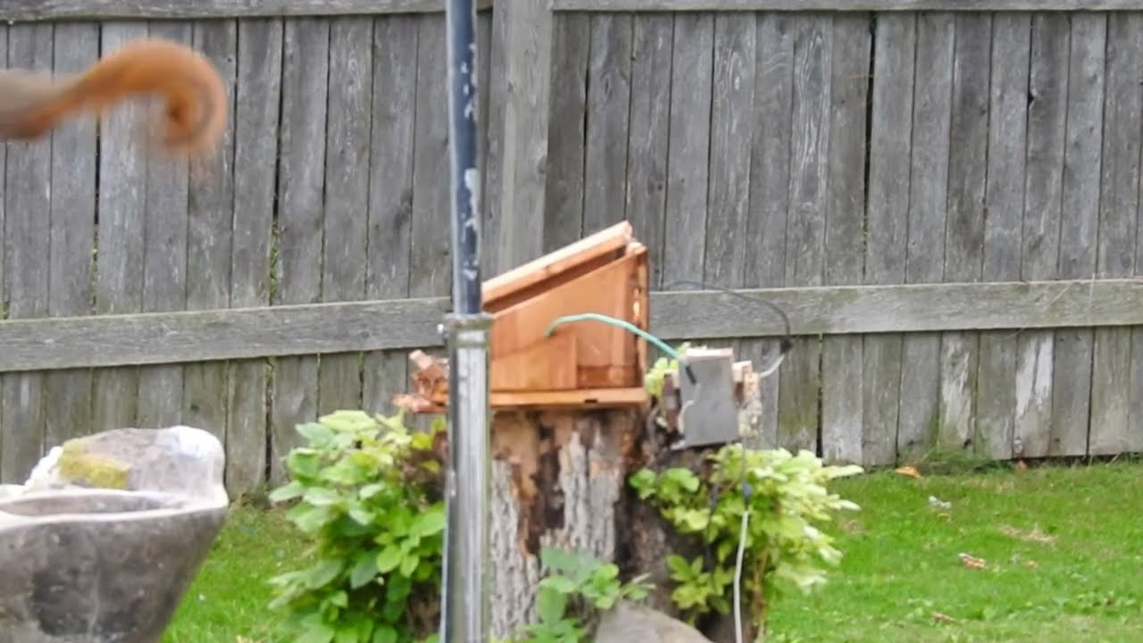 COMPILTATION OF SQUIRRELS GETTING ZAPPED BY MICROWAVE TRANSFORMER - YouTube