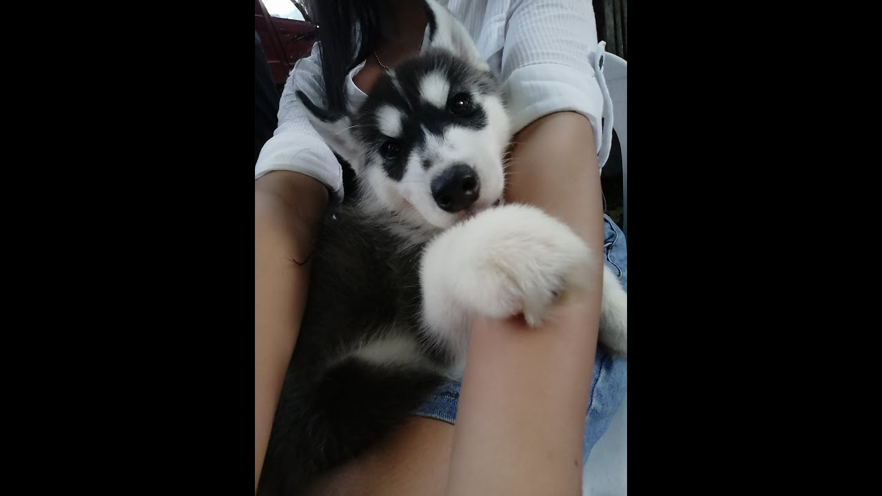 Husky Puppy Howling - YouTube