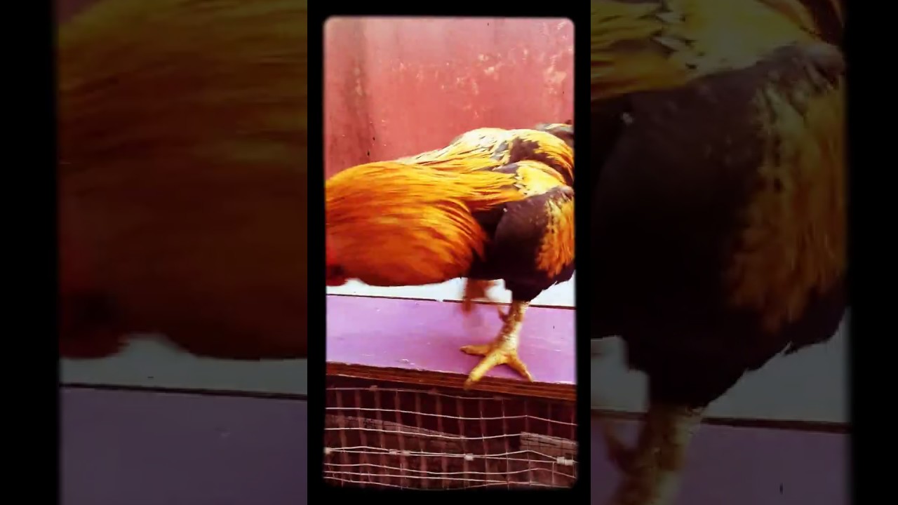 Rajah Murgh Boricua Asil - YouTube