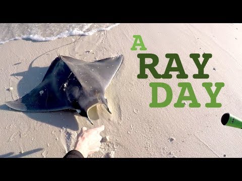 "IT WAS A RAY DAY" Catching a Devil Ray - Pensacola Beach Florida - YouTube