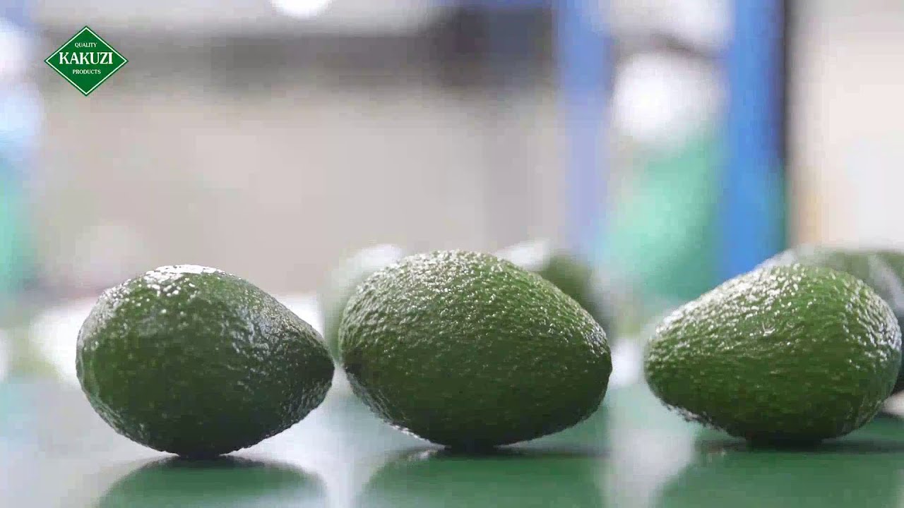 Inside Kakuzi: Quality Avocado Production Process From Seed To Plate - YouTube