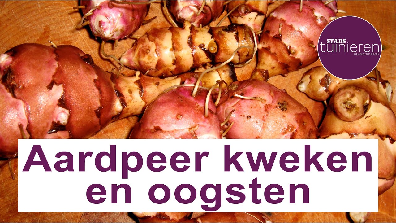 Stadstuinieren - Aardpeer telen en oogsten #moestuin - YouTube