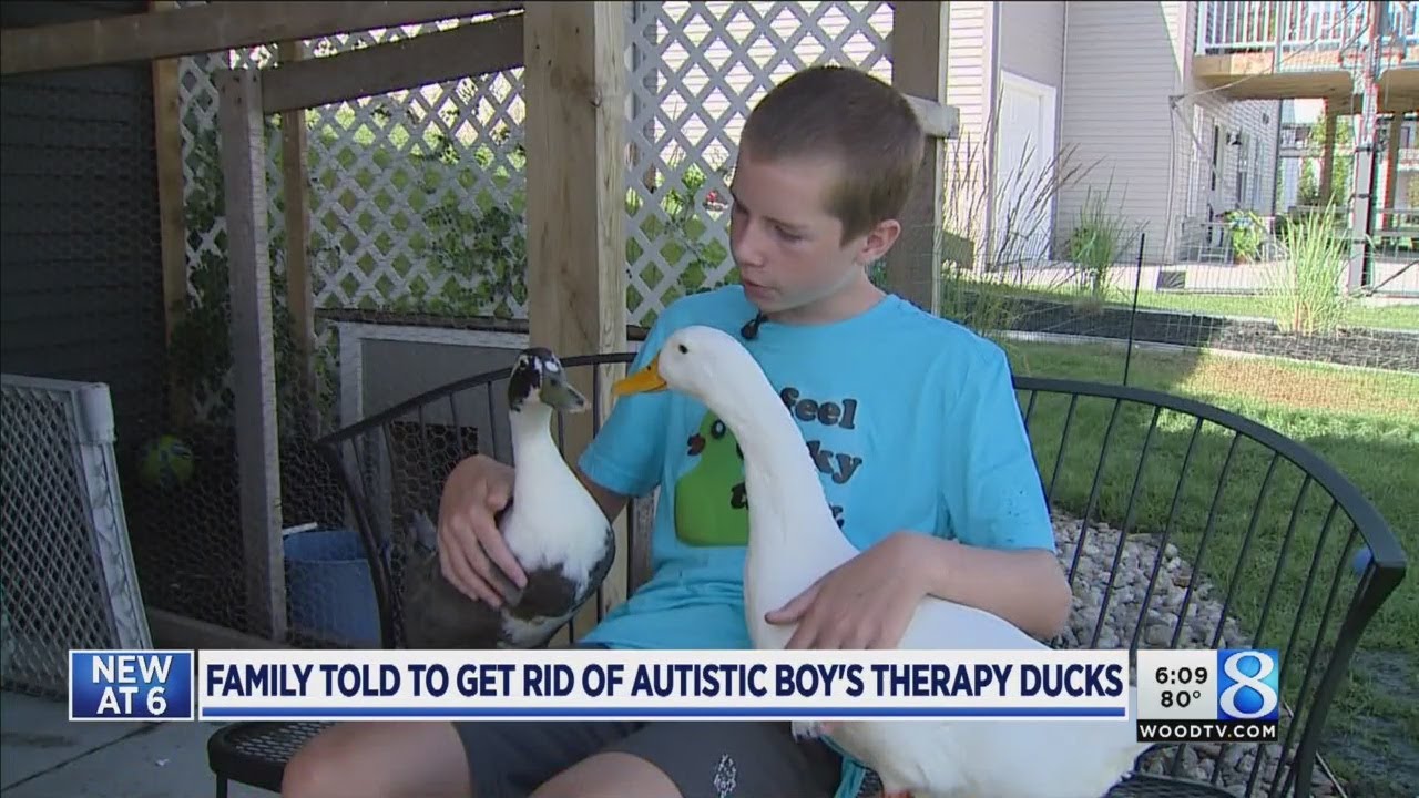 Family told to get rid of autistic boy's therapy ducks - YouTube