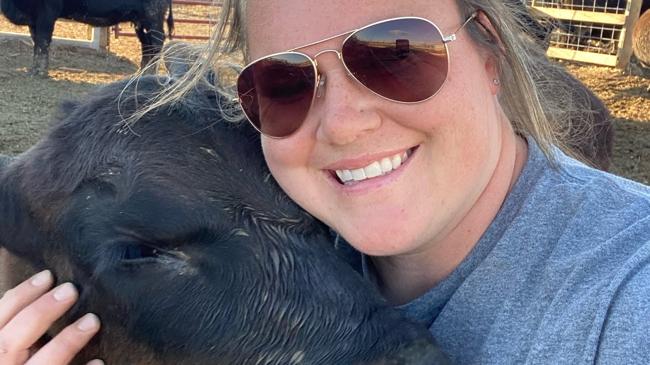 Vaccinating cows - Farm chores - Feeding silage - YouTube