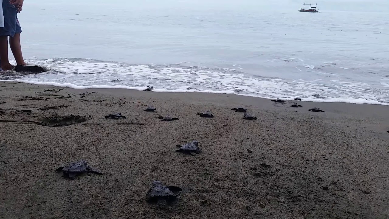 Hatchlings released - YouTube