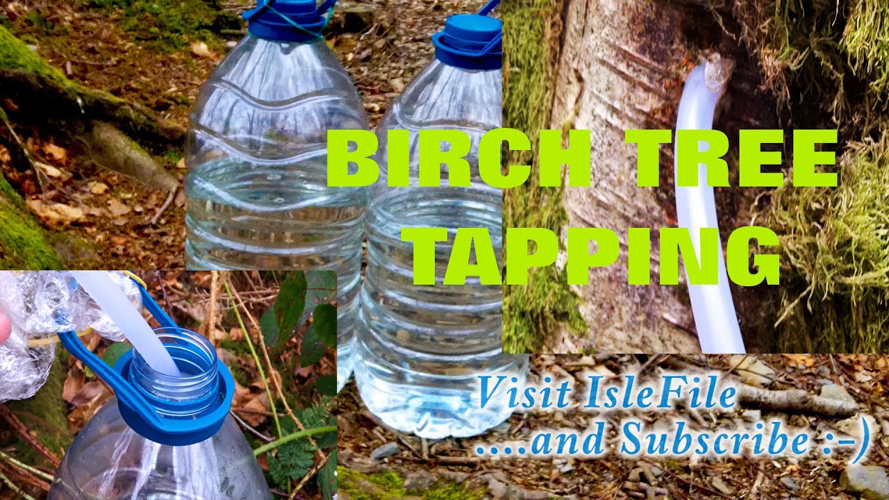 Birch Tree Tapping Take 2 - YouTube