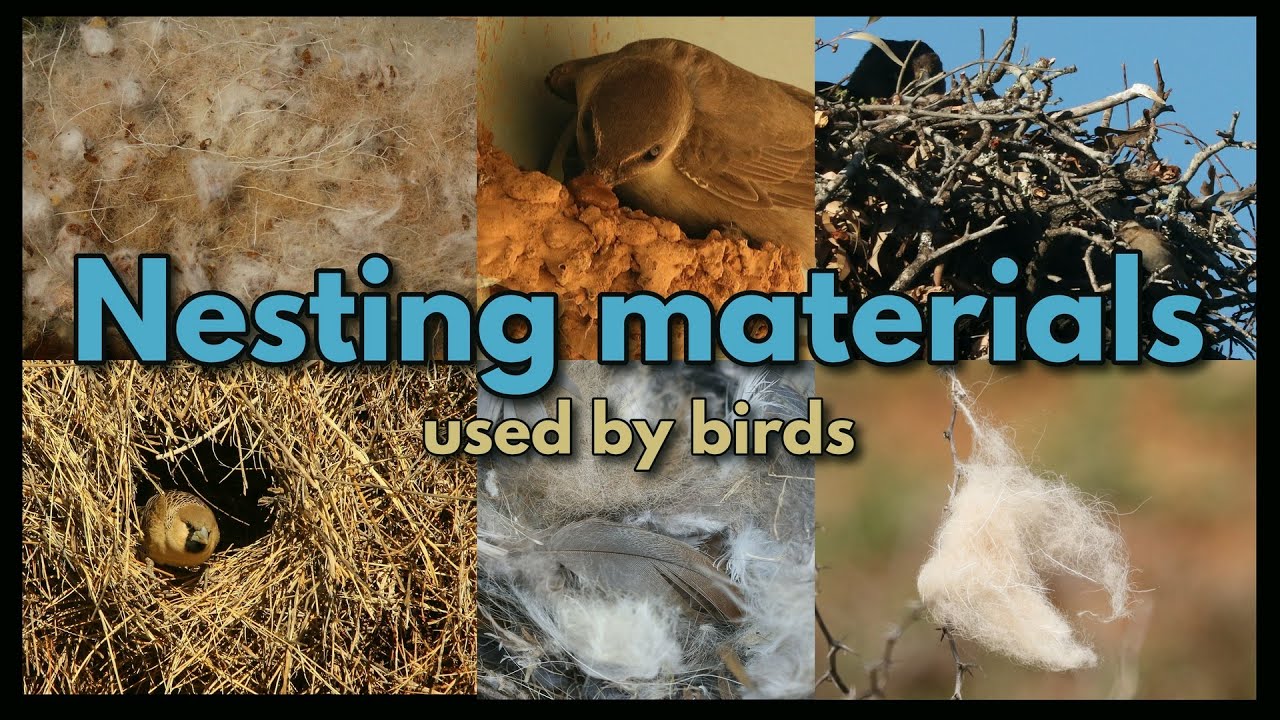 Nesting materials used by the different bird species - YouTube