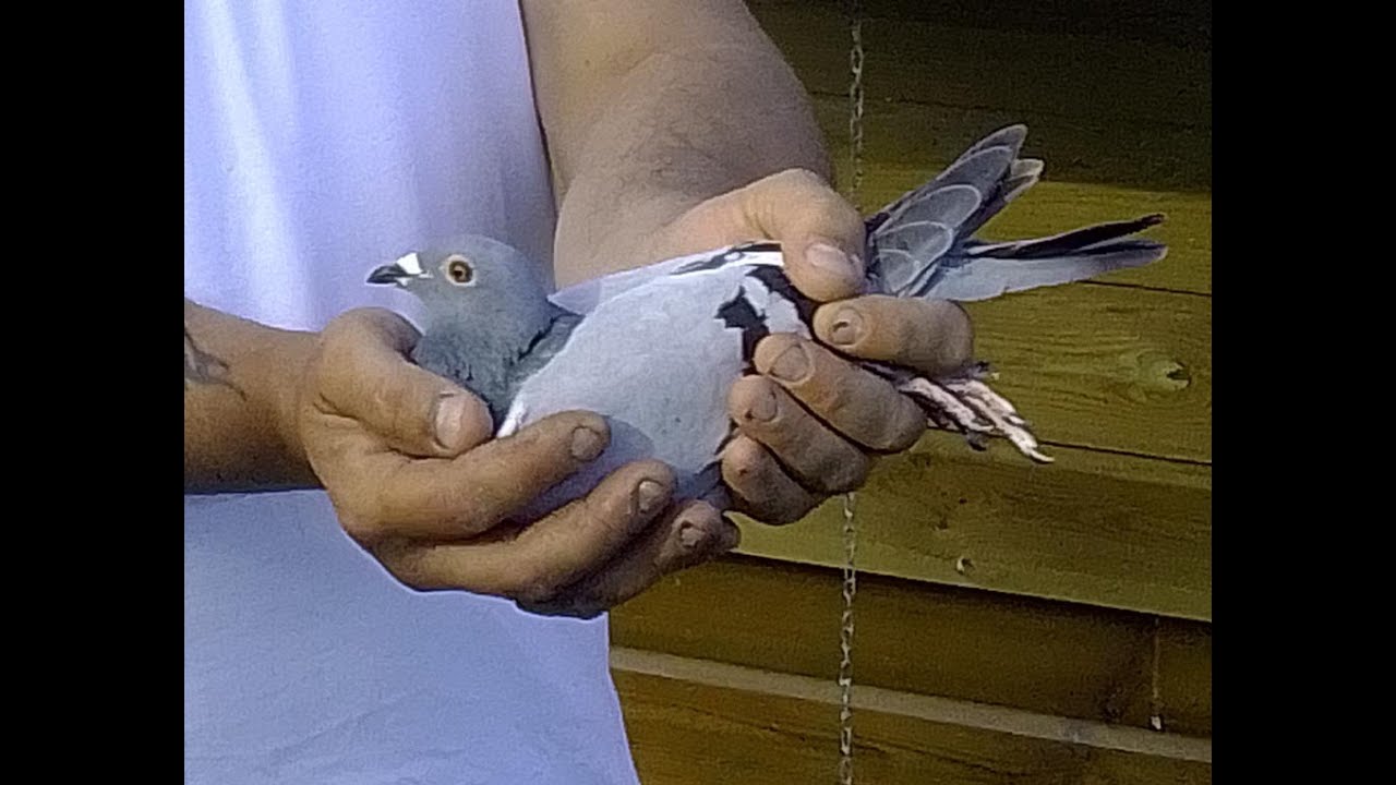 Pigeon-Master: HUYGHE Kévin - YouTube