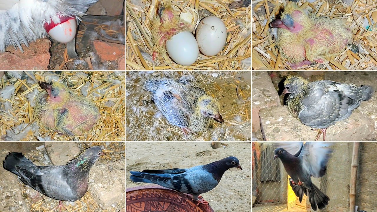 Pigeon Hatched A baby From The Egg | Growth 1 to 29 days progress - YouTube