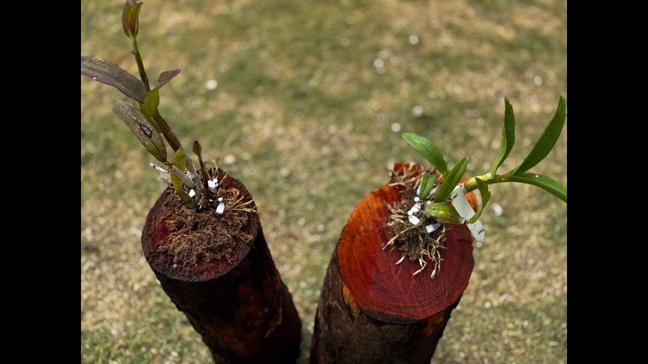 Mounting, Grafting Orchids on a Tree Log - YouTube