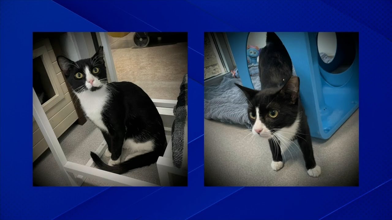 PET OF THE WEEK: Checker & Domino the cats up for adoption at the ...