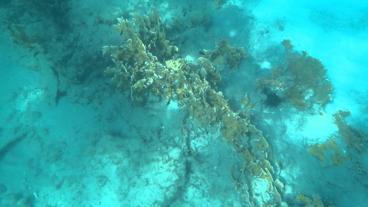 St Thomas Snorkeling At Turtle Cove - YouTube