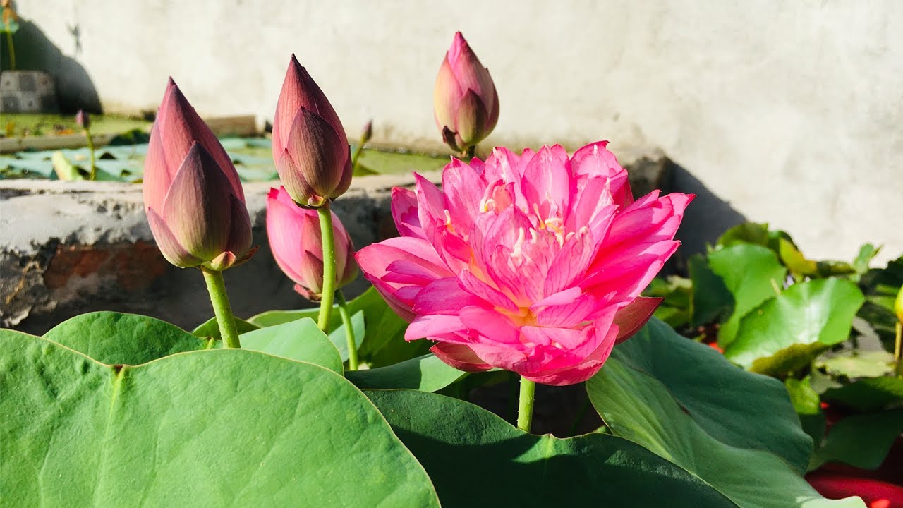 A kind of pink mini lotus with lots of buds and flowers | growing lotus ...